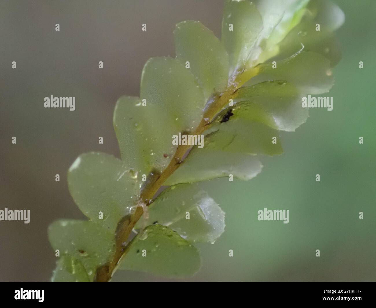Jungermanniales hi-res stock photography and images - Alamy