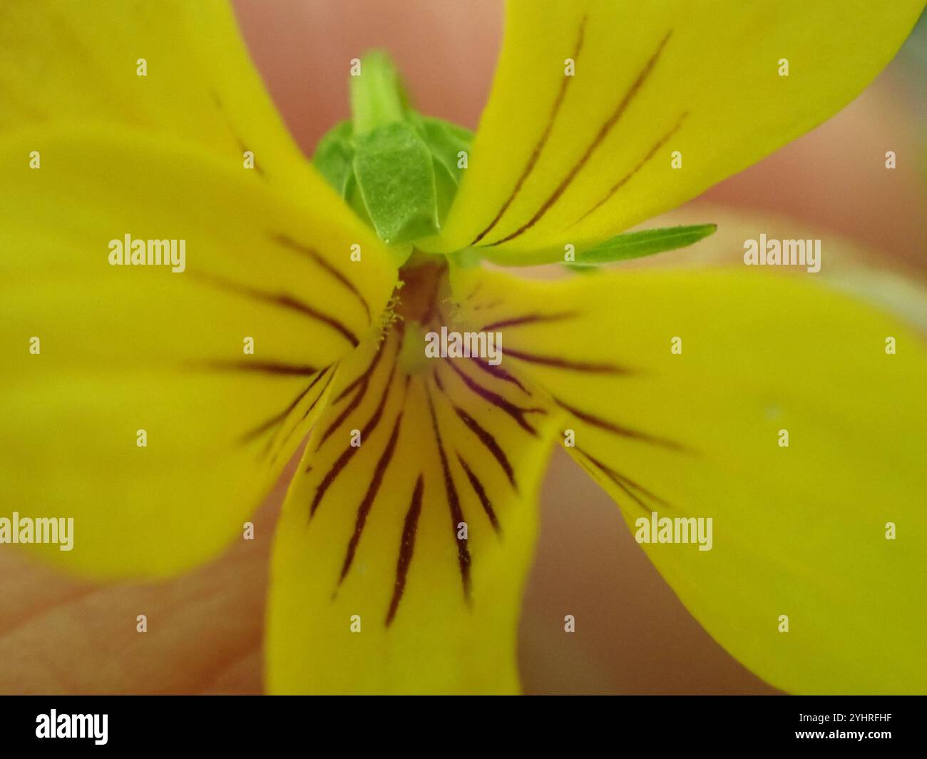 stream violet (Viola glabella Stock Photo - Alamy