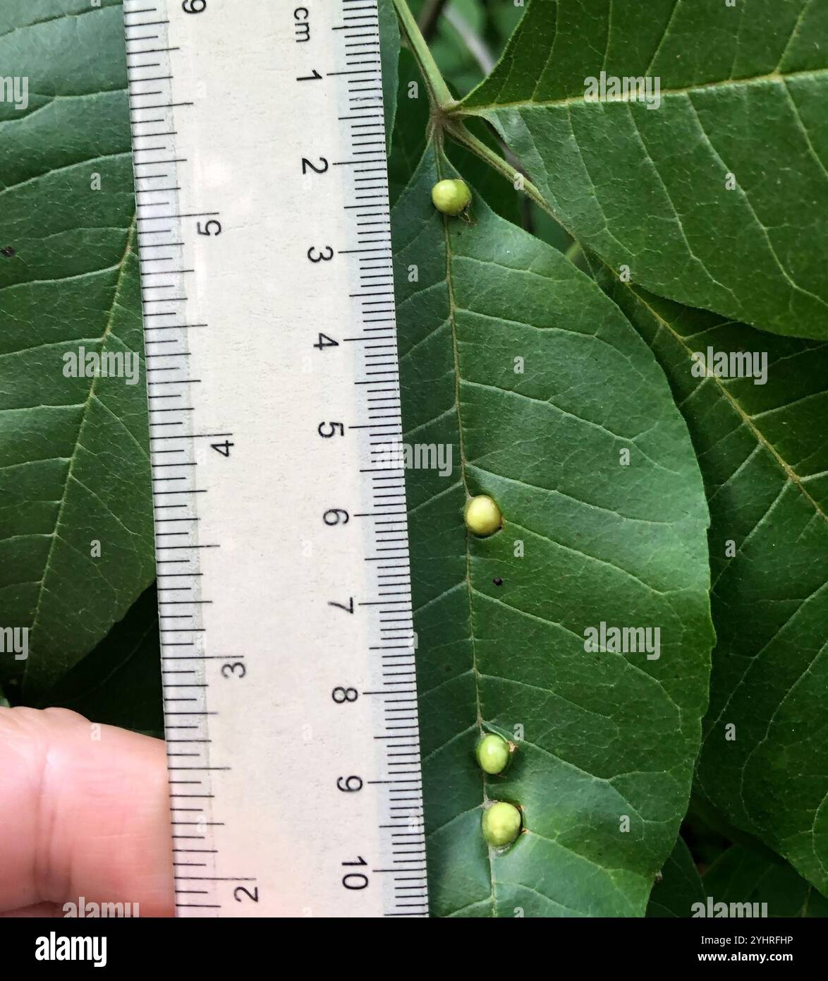 ash bullet gall midge (Dasineura pellex Stock Photo - Alamy