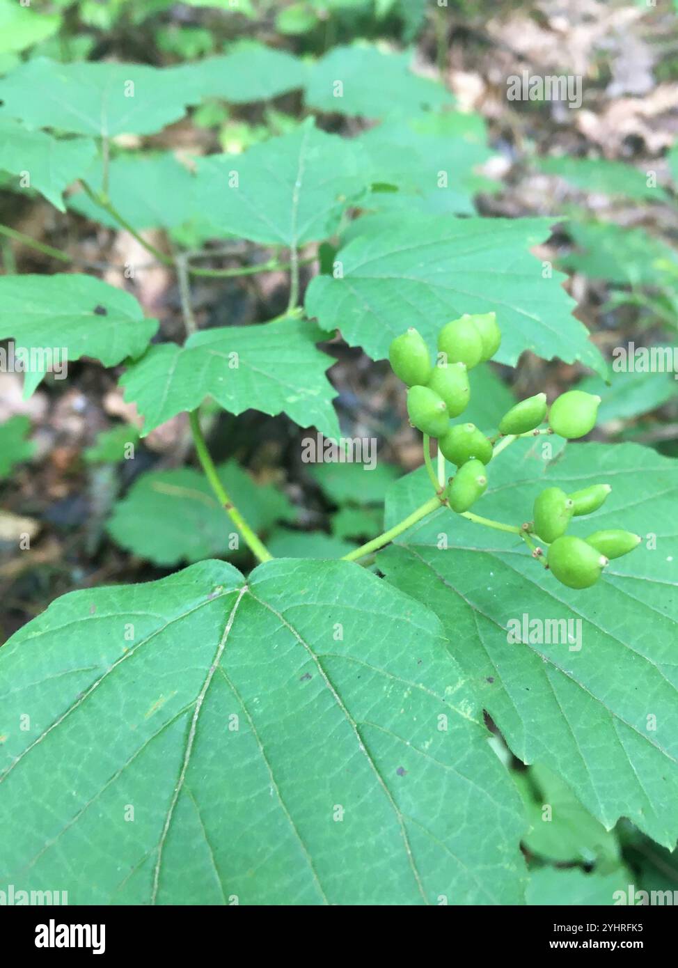 mapleleaf viburnum (Viburnum acerifolium Stock Photo - Alamy