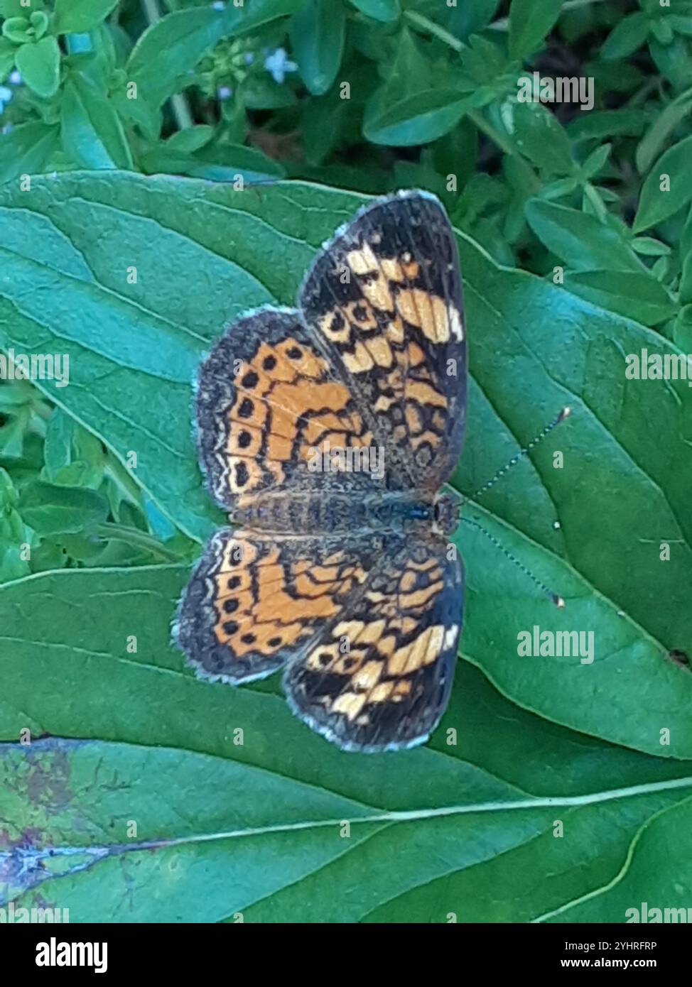 Pearl Crescent (Phyciodes tharos Stock Photo - Alamy