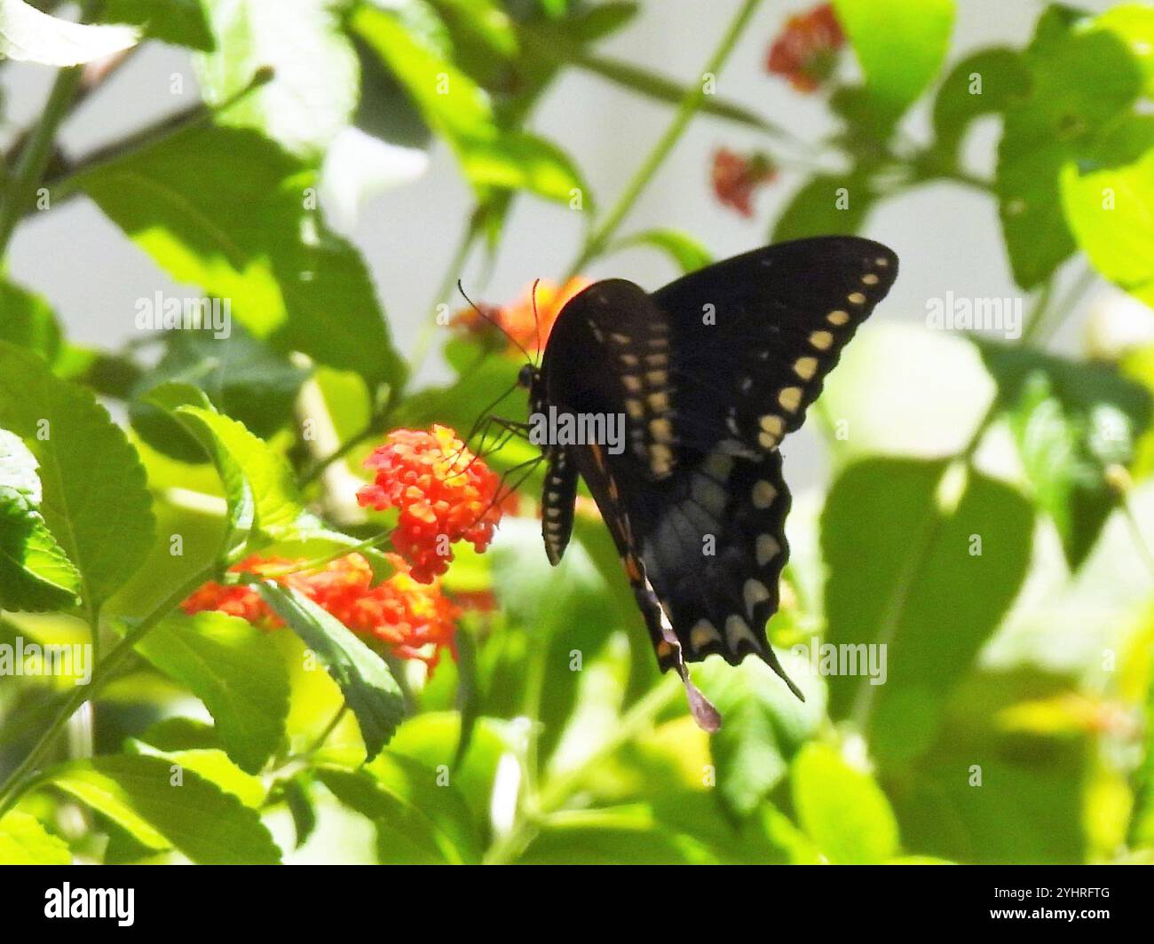 Spicebush Swallowtail (Papilio troilus Stock Photo - Alamy