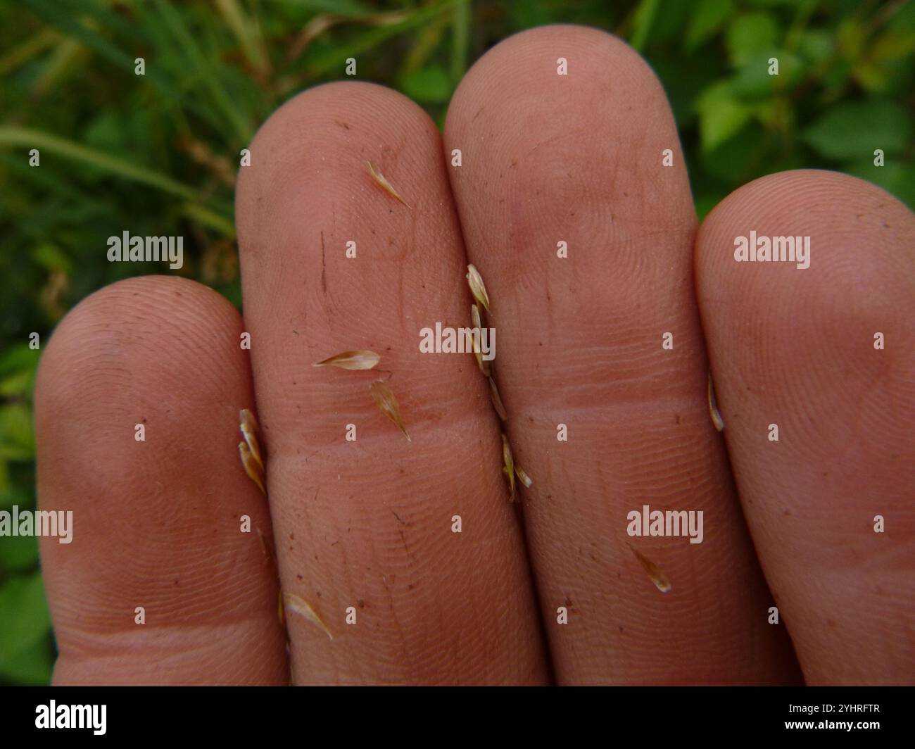 oval sedge (Carex leporina Stock Photo - Alamy