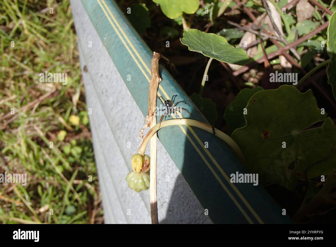 Spotted Ground Swift Spider (Nyssus coloripes Stock Photo - Alamy