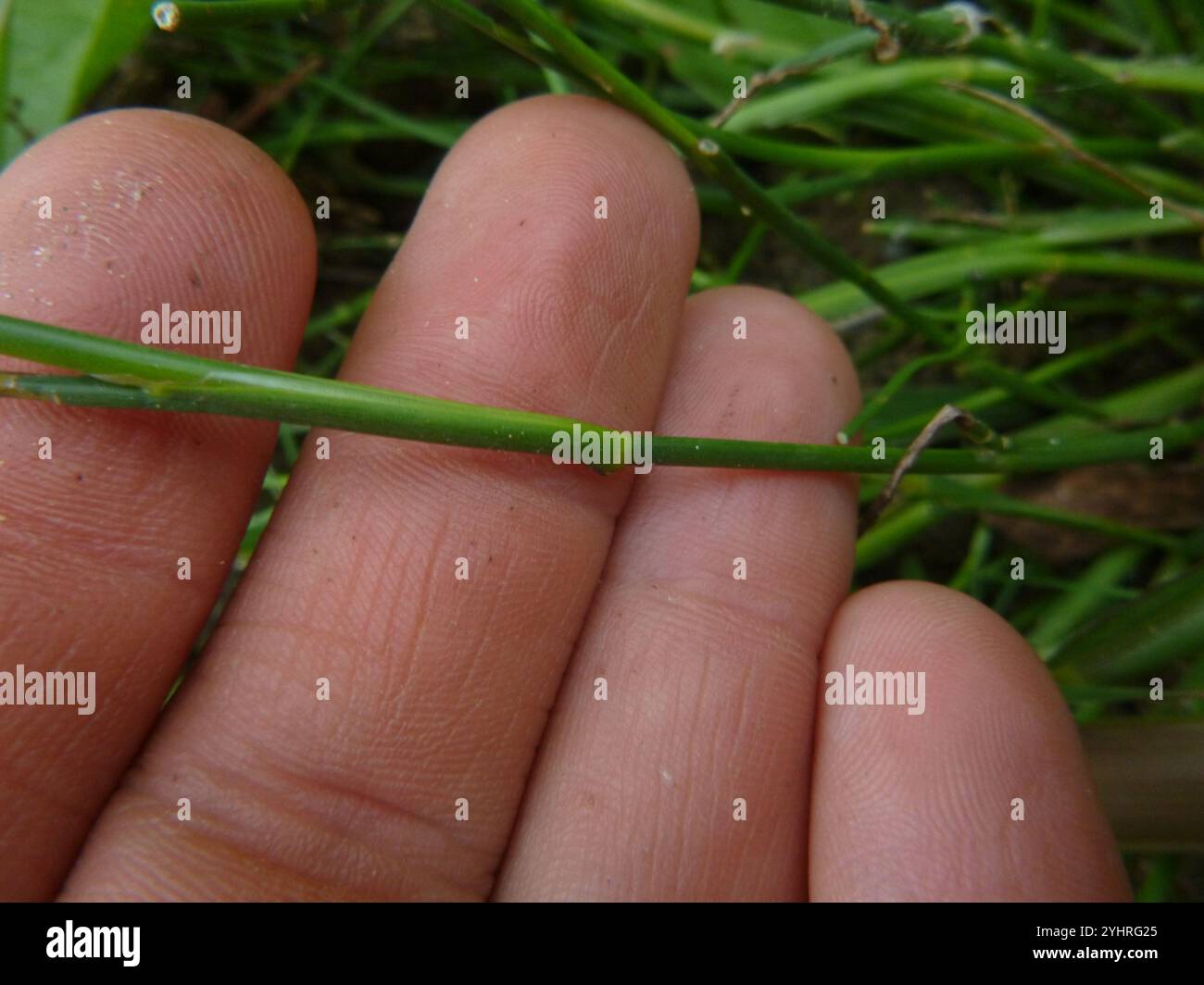 Jointed rush (Juncus articulatus Stock Photo - Alamy