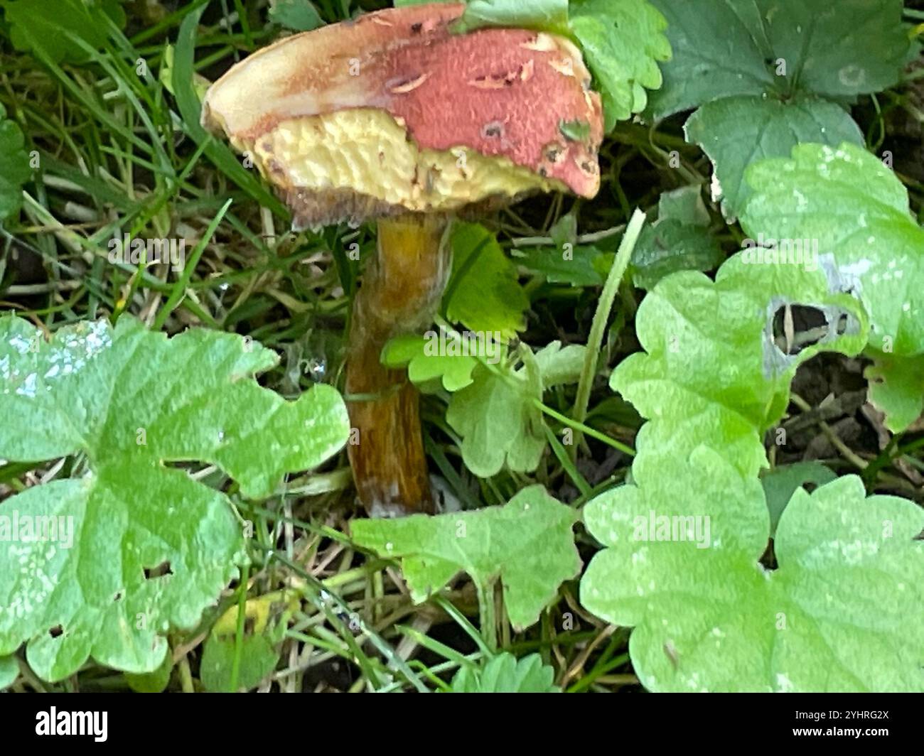 Hortiboletus hi-res stock photography and images - Alamy
