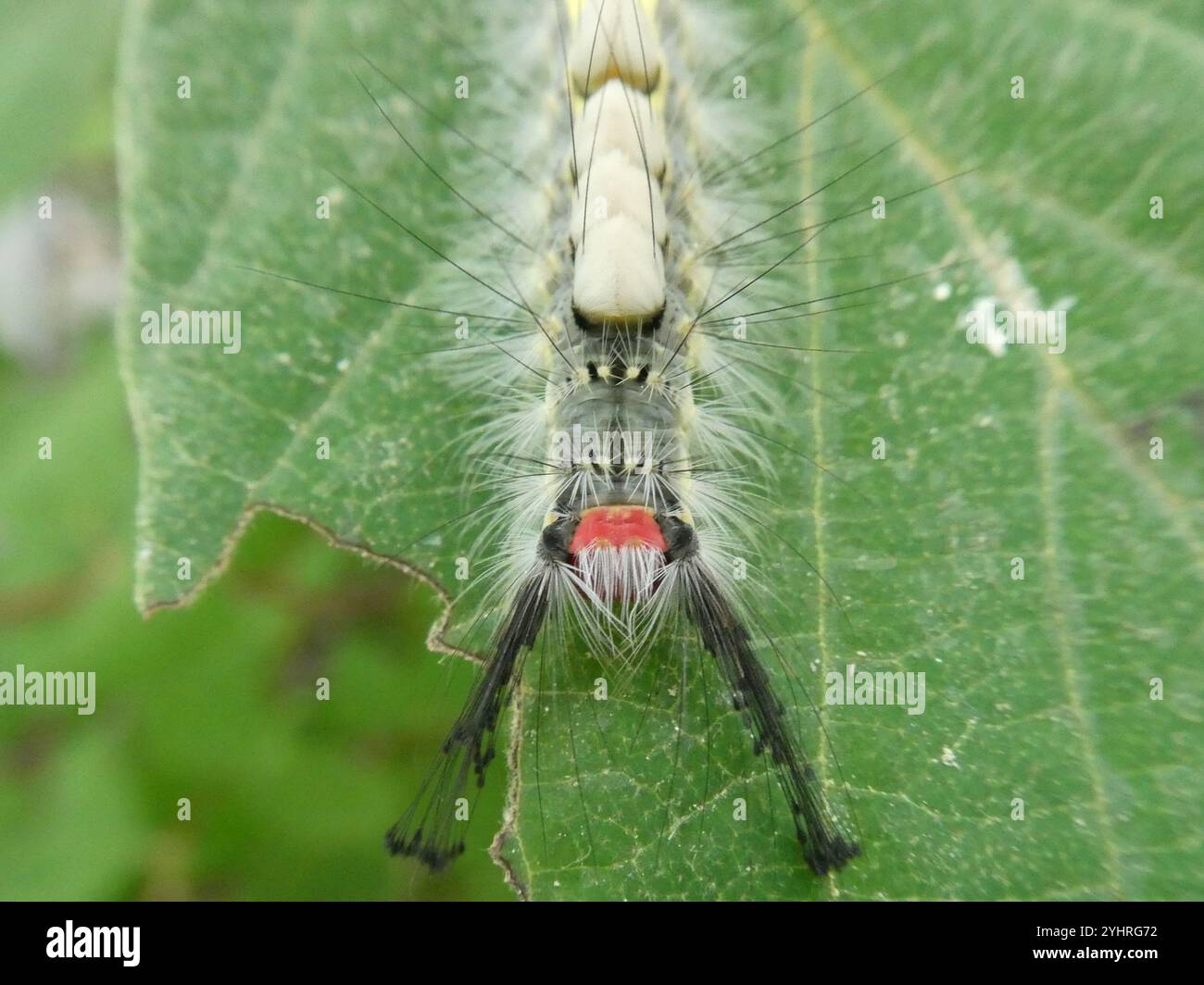 White-marked Tussock Moth (Orgyia leucostigma Stock Photo - Alamy