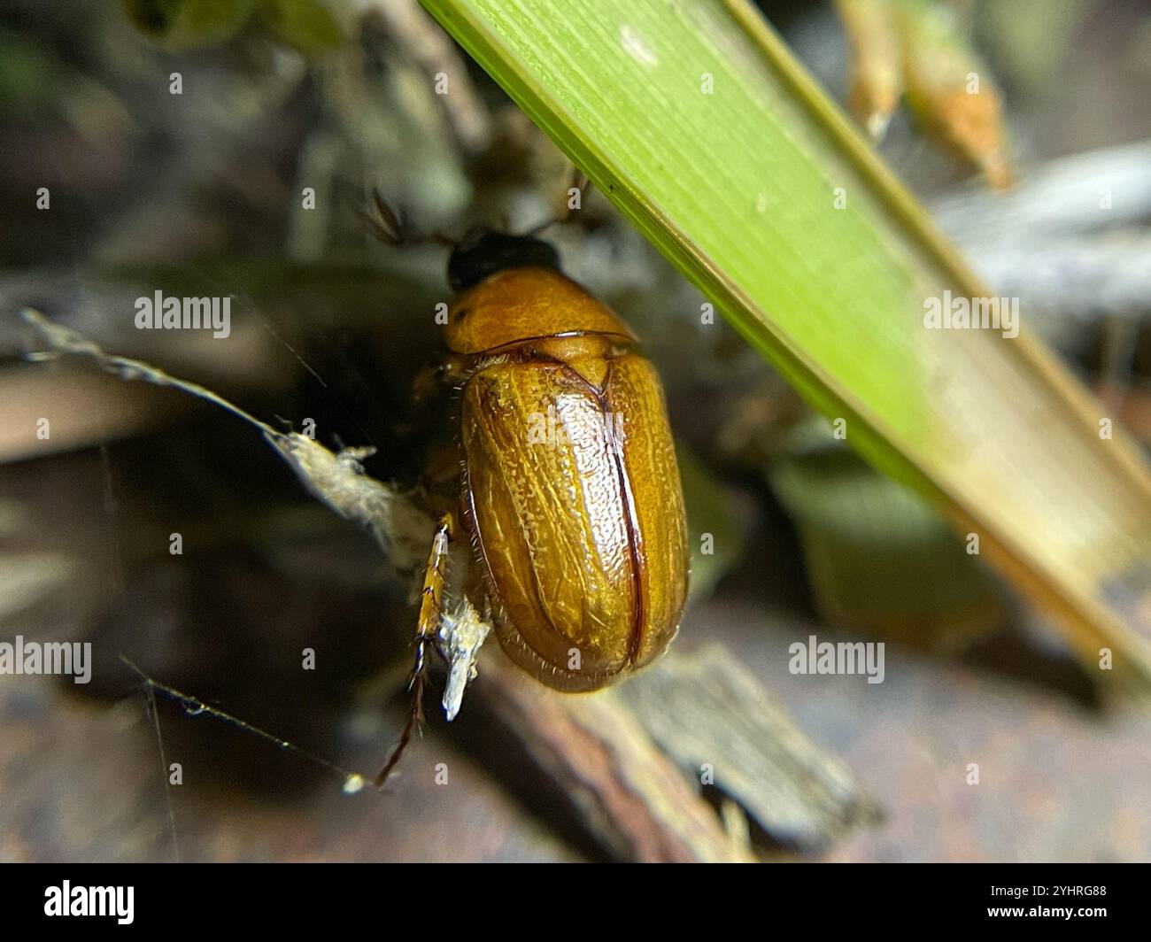 Masked Chafers (Cyclocephala Stock Photo - Alamy