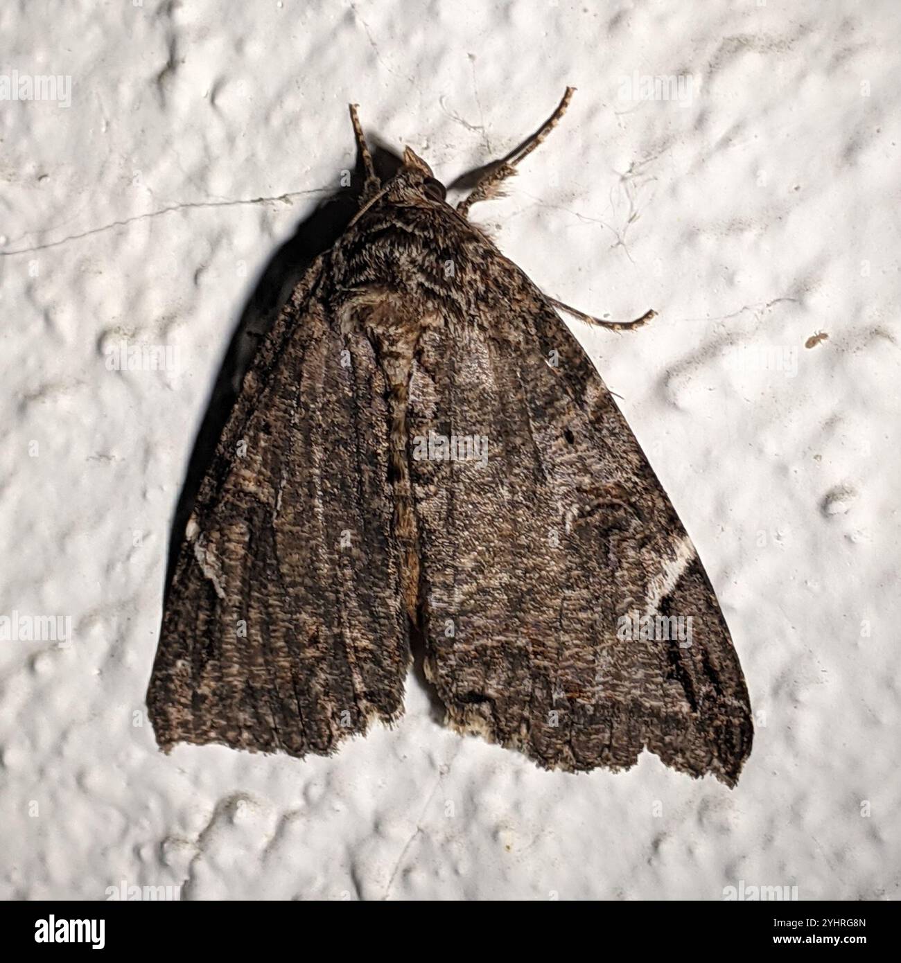 Locust Underwing (Euparthenos nubilis Stock Photo - Alamy
