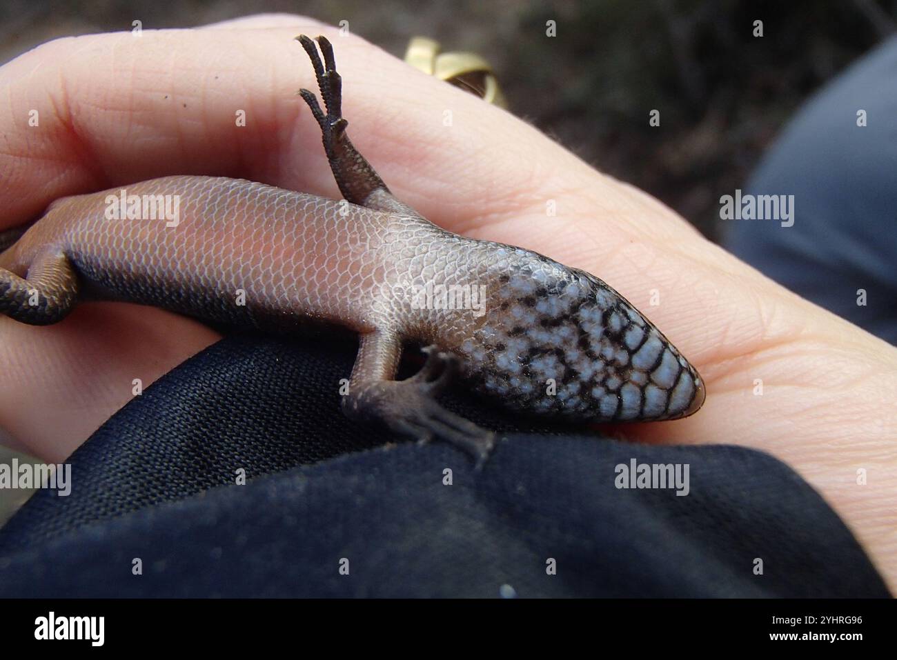 Black Rock Skink (Egernia saxatilis Stock Photo - Alamy