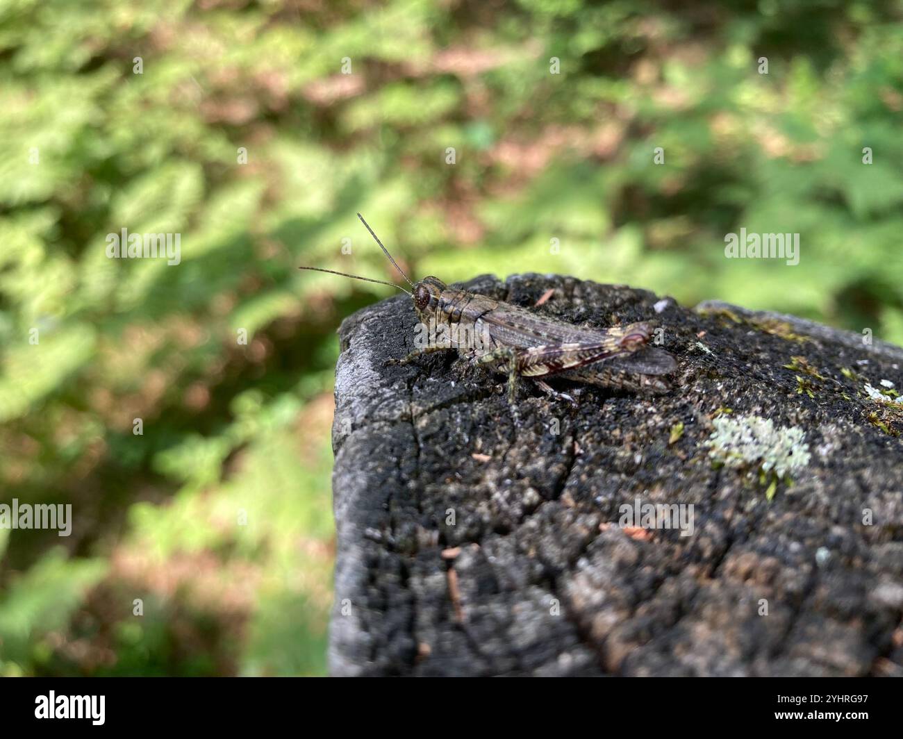 Pine tree Spur-throat Grasshopper (Melanoplus punctulatus Stock Photo ...