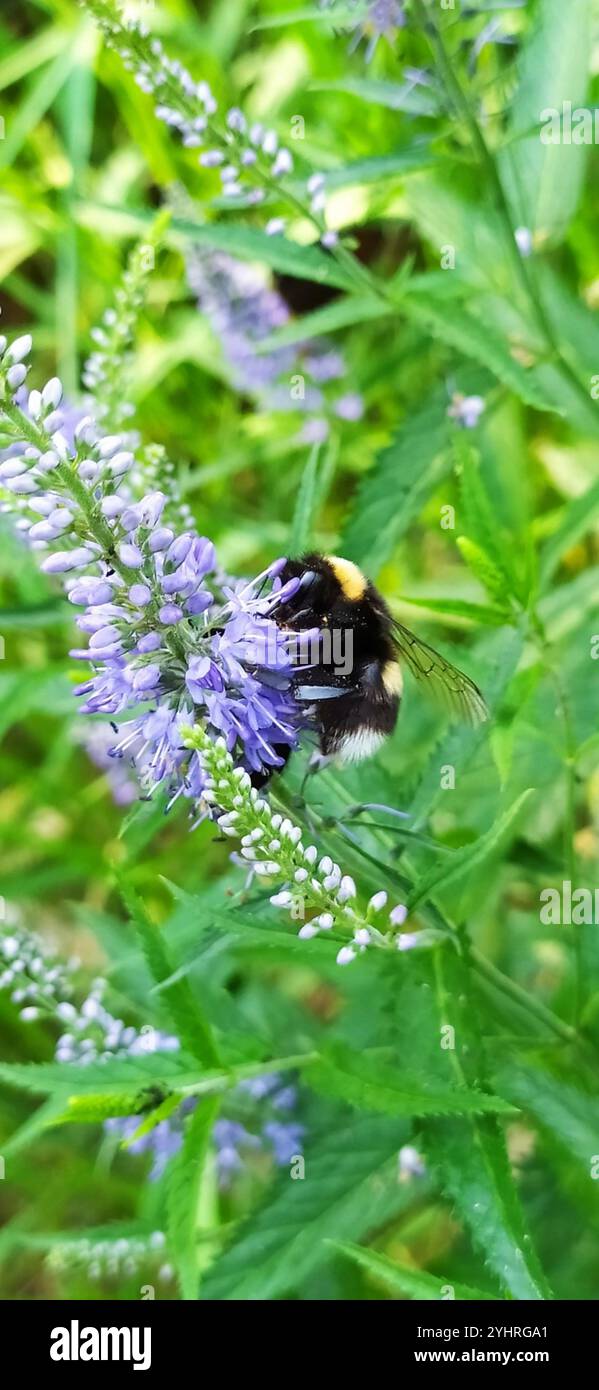White-tailed Bumble Bee (Bombus lucorum Stock Photo - Alamy