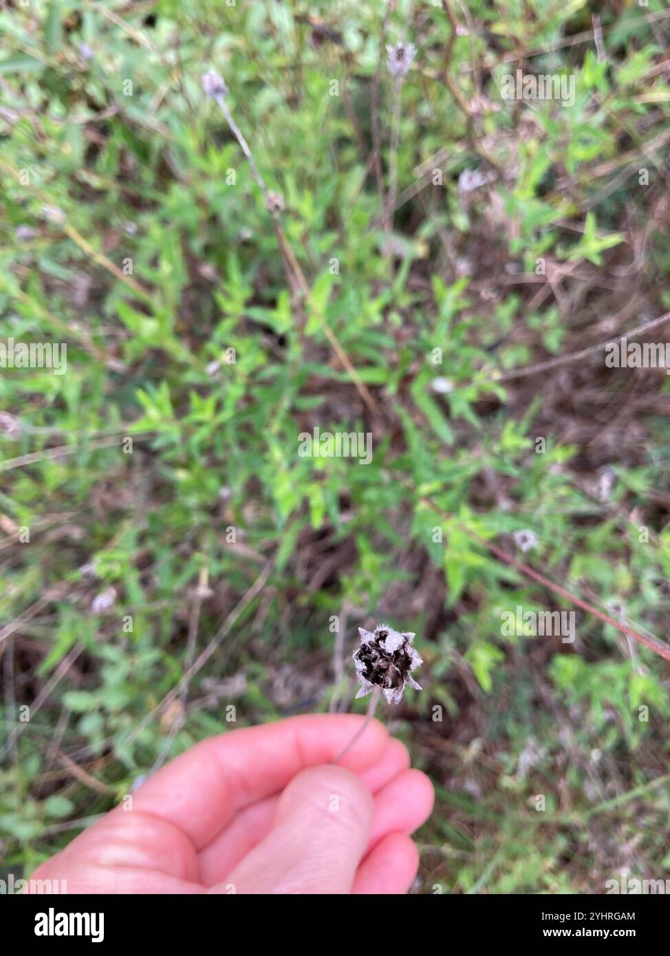 Texas creeping-oxeye (Wedelia hispida Stock Photo - Alamy