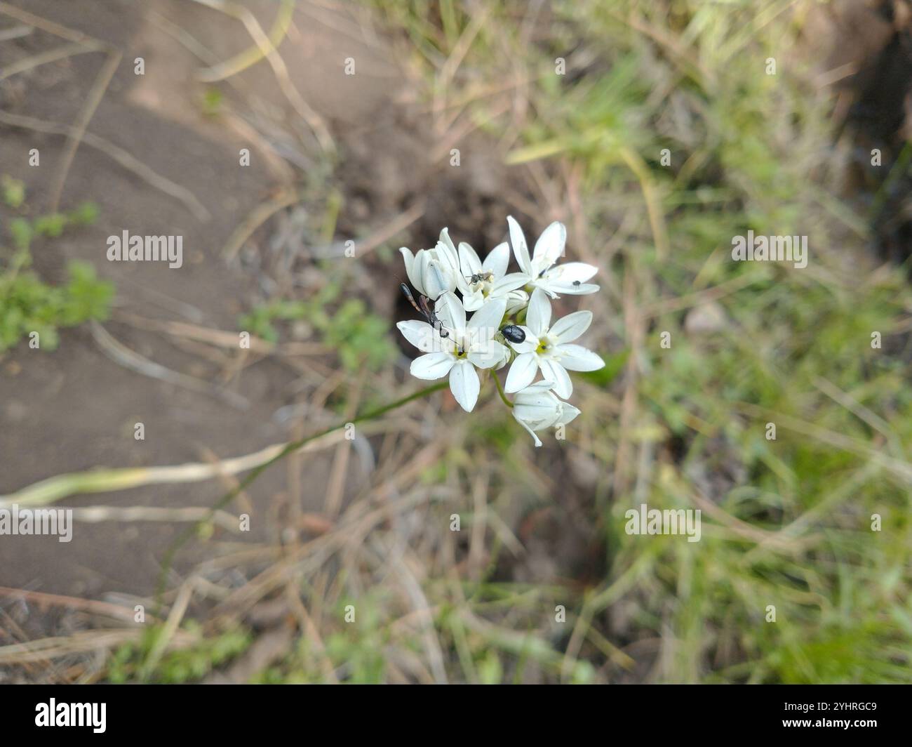 White brodiaea hi-res stock photography and images - Alamy