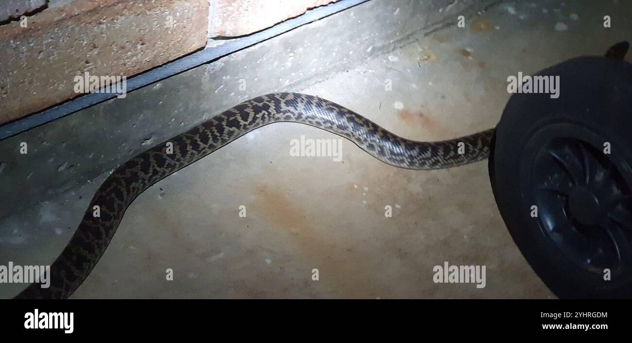 Spotted Python (Antaresia maculosa Stock Photo - Alamy