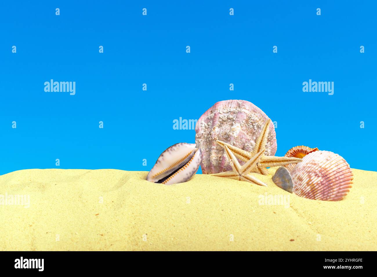 Seashell on the beach Stock Photo - Alamy