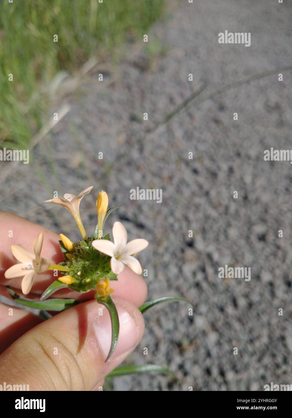 grand collomia (Collomia grandiflora Stock Photo - Alamy