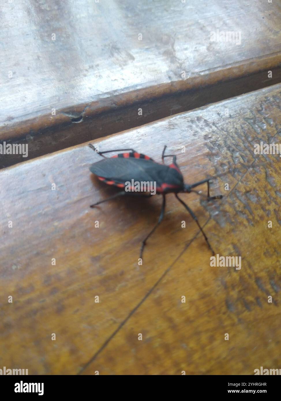 Sephina hi-res stock photography and images - Alamy