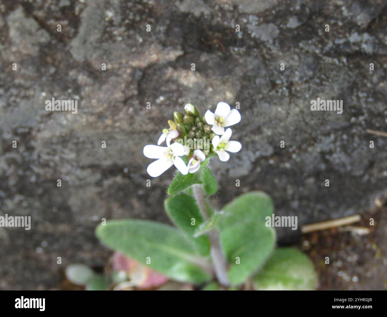 mustard family (Brassicaceae Stock Photo - Alamy