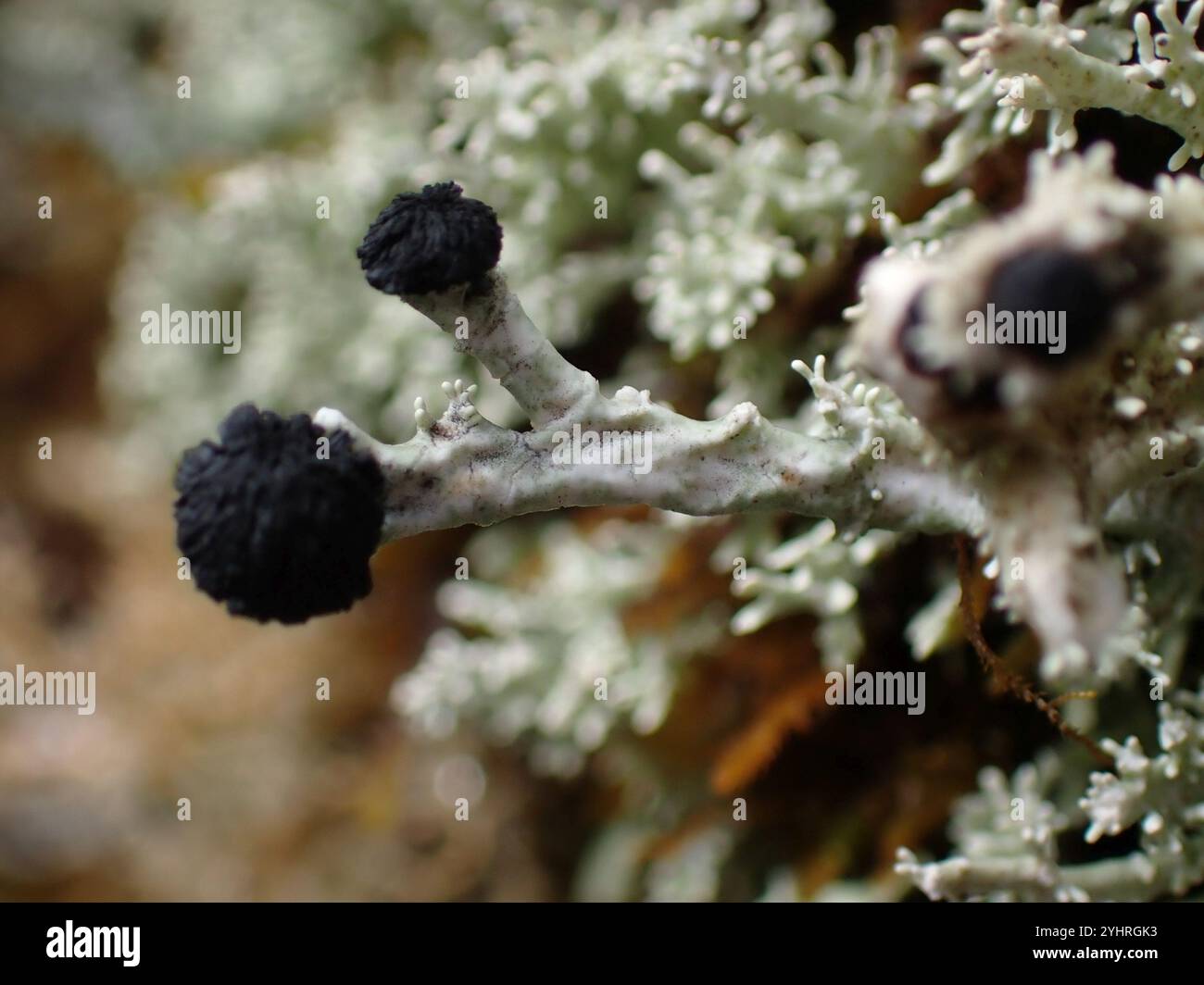 common lichens (Lecanoromycetes Stock Photo - Alamy