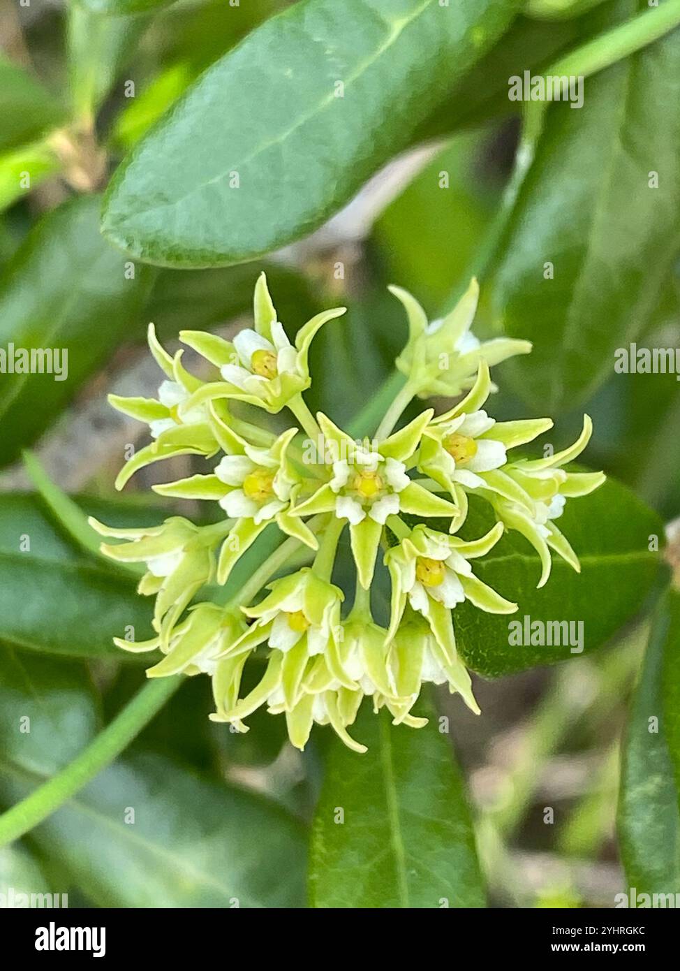 Gulf Coast Swallow-wort (Pattalias paluster Stock Photo - Alamy
