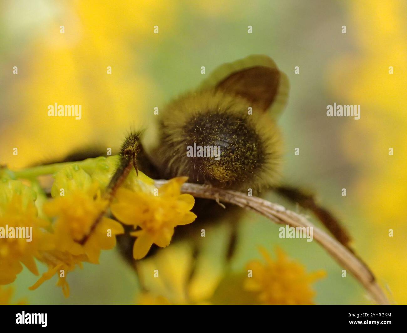 Yellowish Cuckoo Bumble bee (Bombus flavidus Stock Photo - Alamy