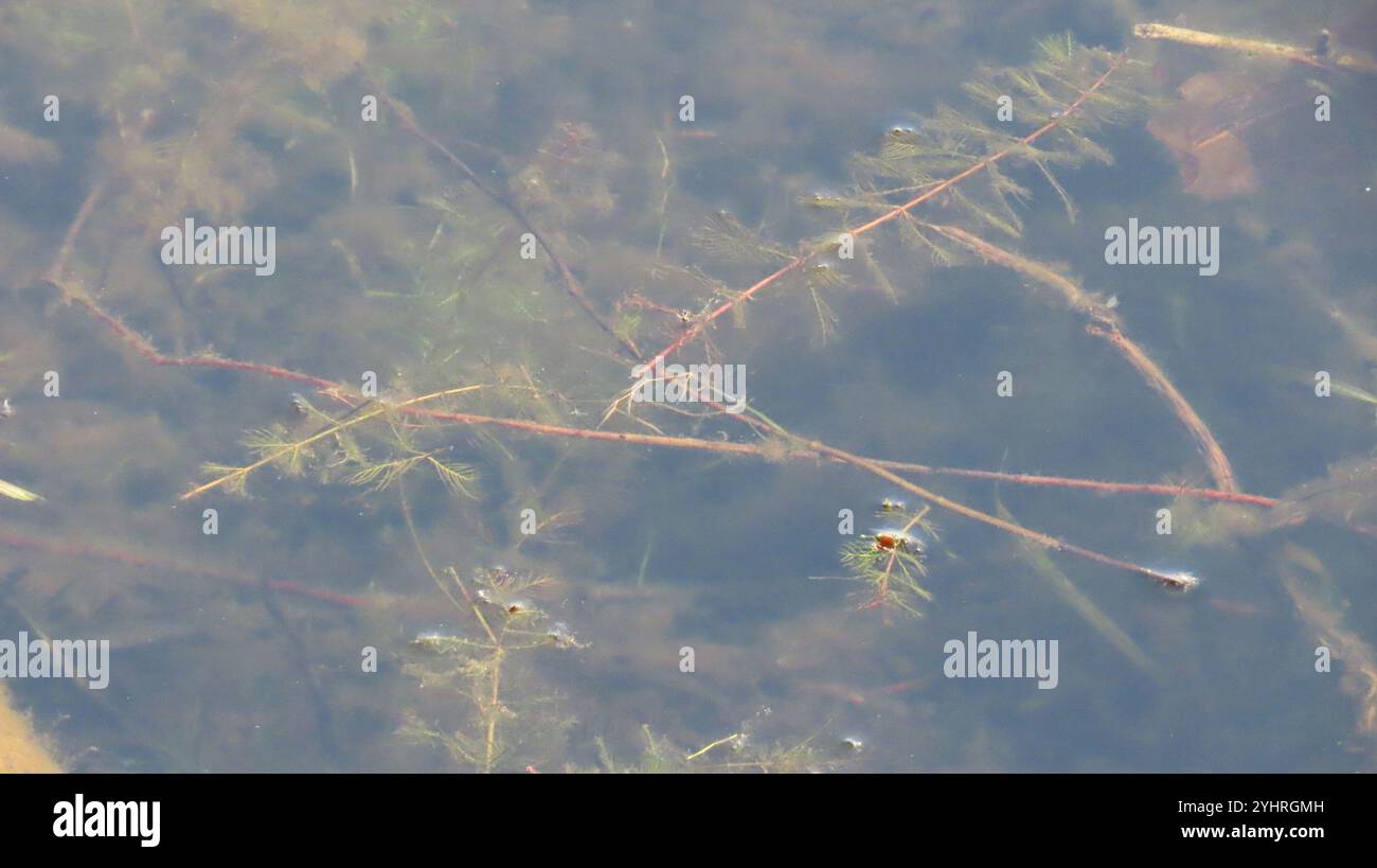 Eurasian water-milfoil (Myriophyllum spicatum Stock Photo - Alamy