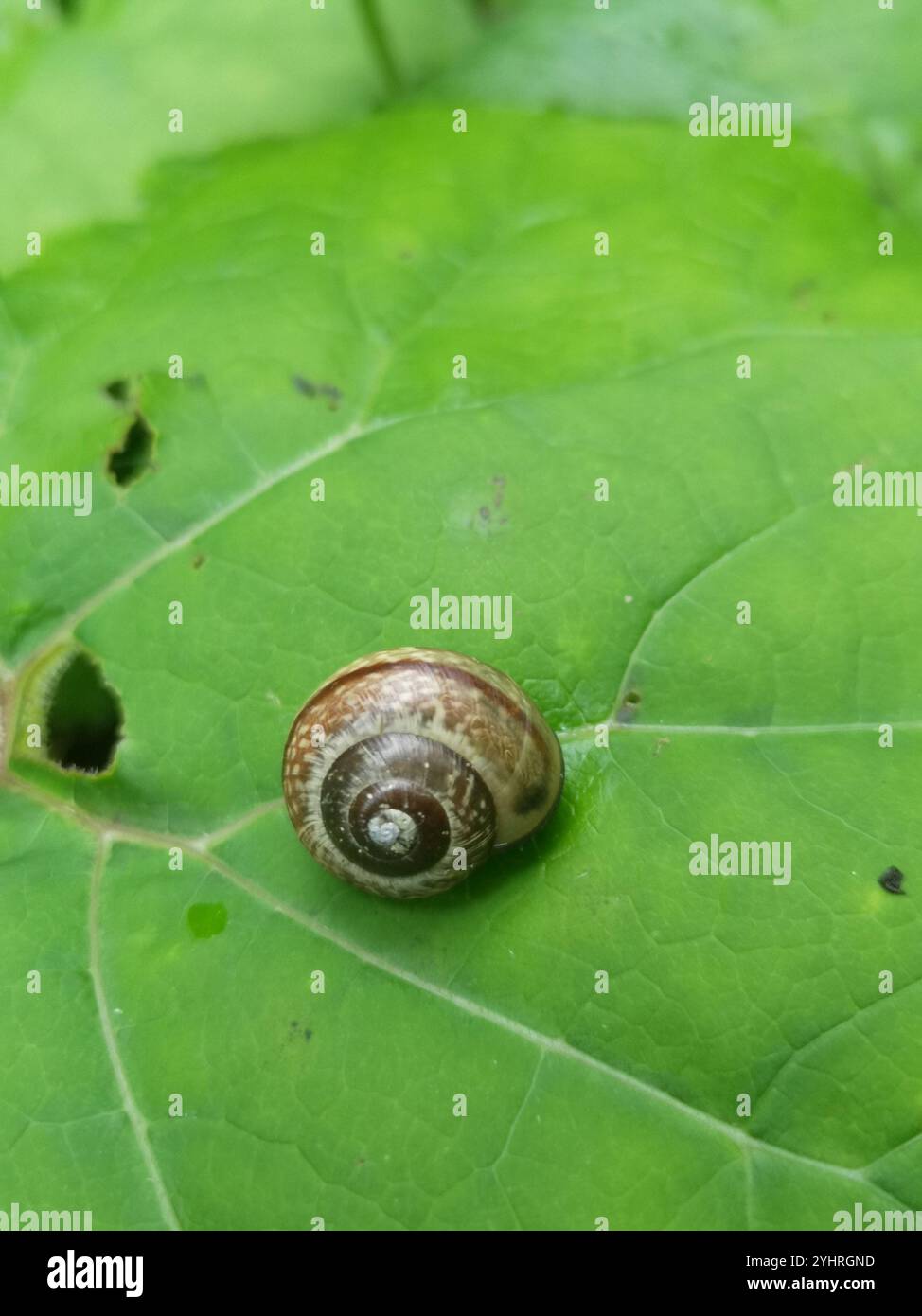 Copse Snail (Arianta arbustorum Stock Photo - Alamy
