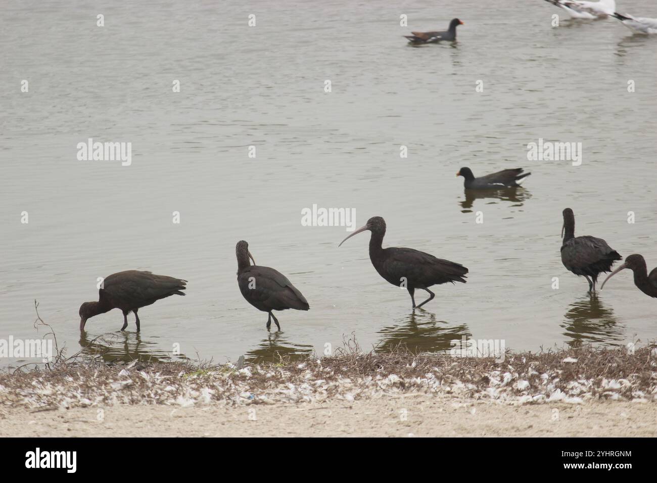 Puna Ibis (Plegadis ridgwayi Stock Photo - Alamy