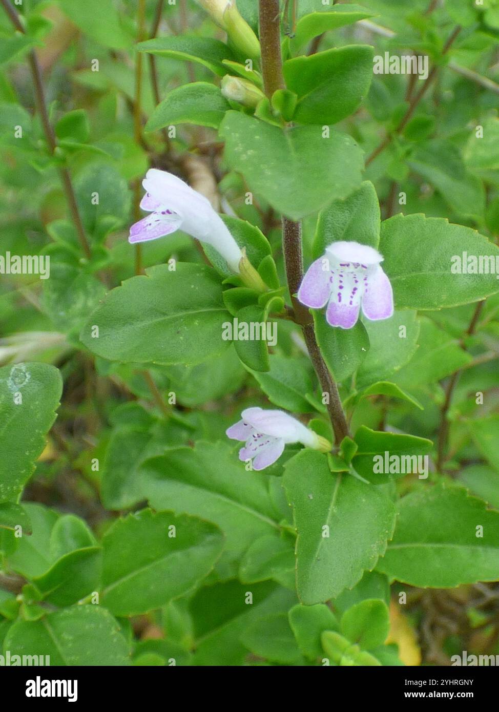 Georgia calamint (Clinopodium carolinianum Stock Photo - Alamy