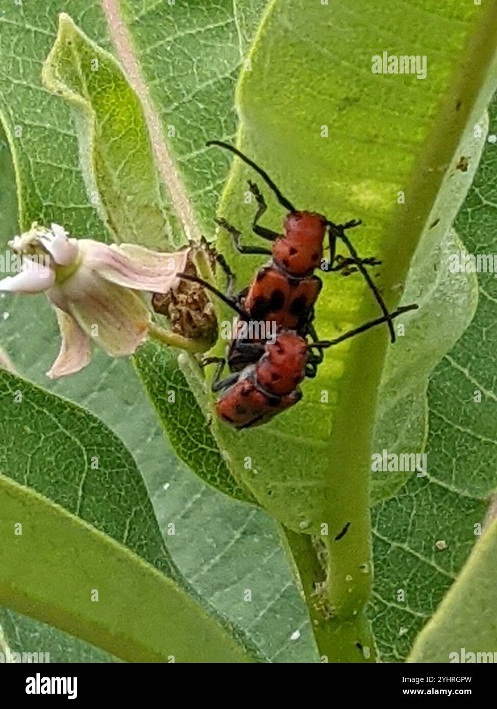 Red Milkweed Beetle (Tetraopes tetrophthalmus Stock Photo - Alamy