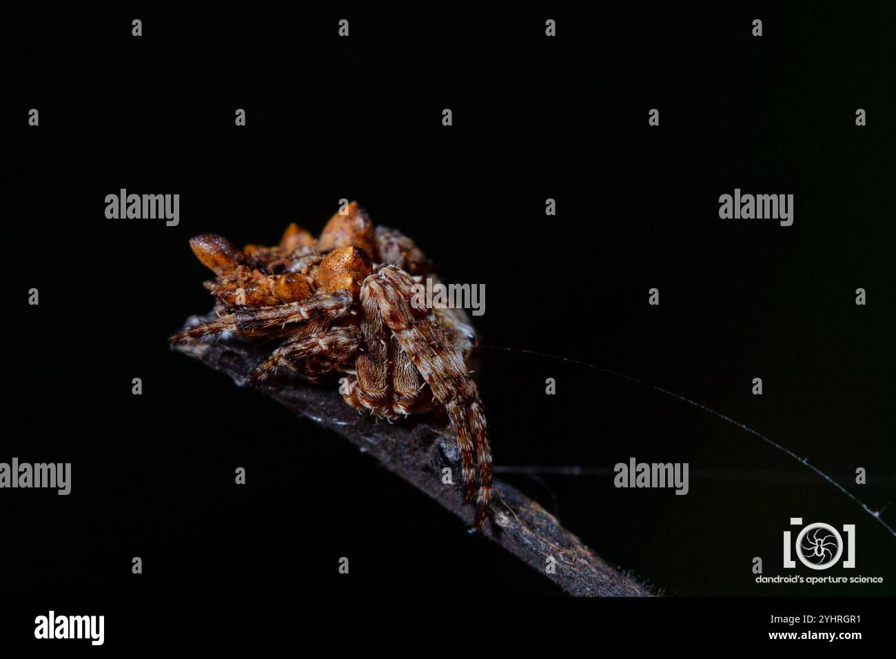 Star-bellied Orb-web Spiders (Acanthepeira Stock Photo - Alamy