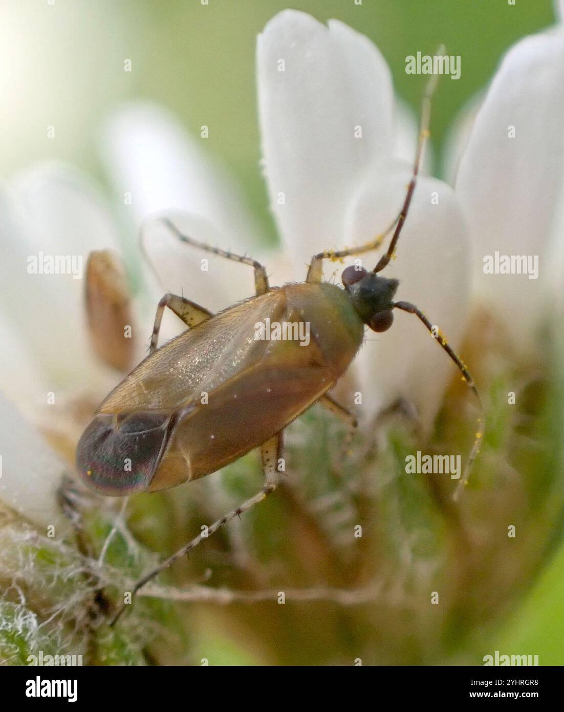 Common Nettle Flower Bug (Plagiognathus arbustorum Stock Photo - Alamy