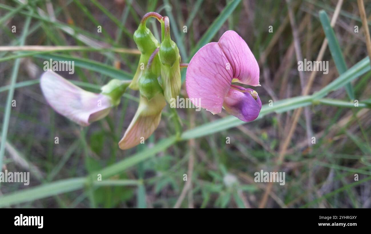 sweet peas and vetchlings (Lathyrus Stock Photo - Alamy