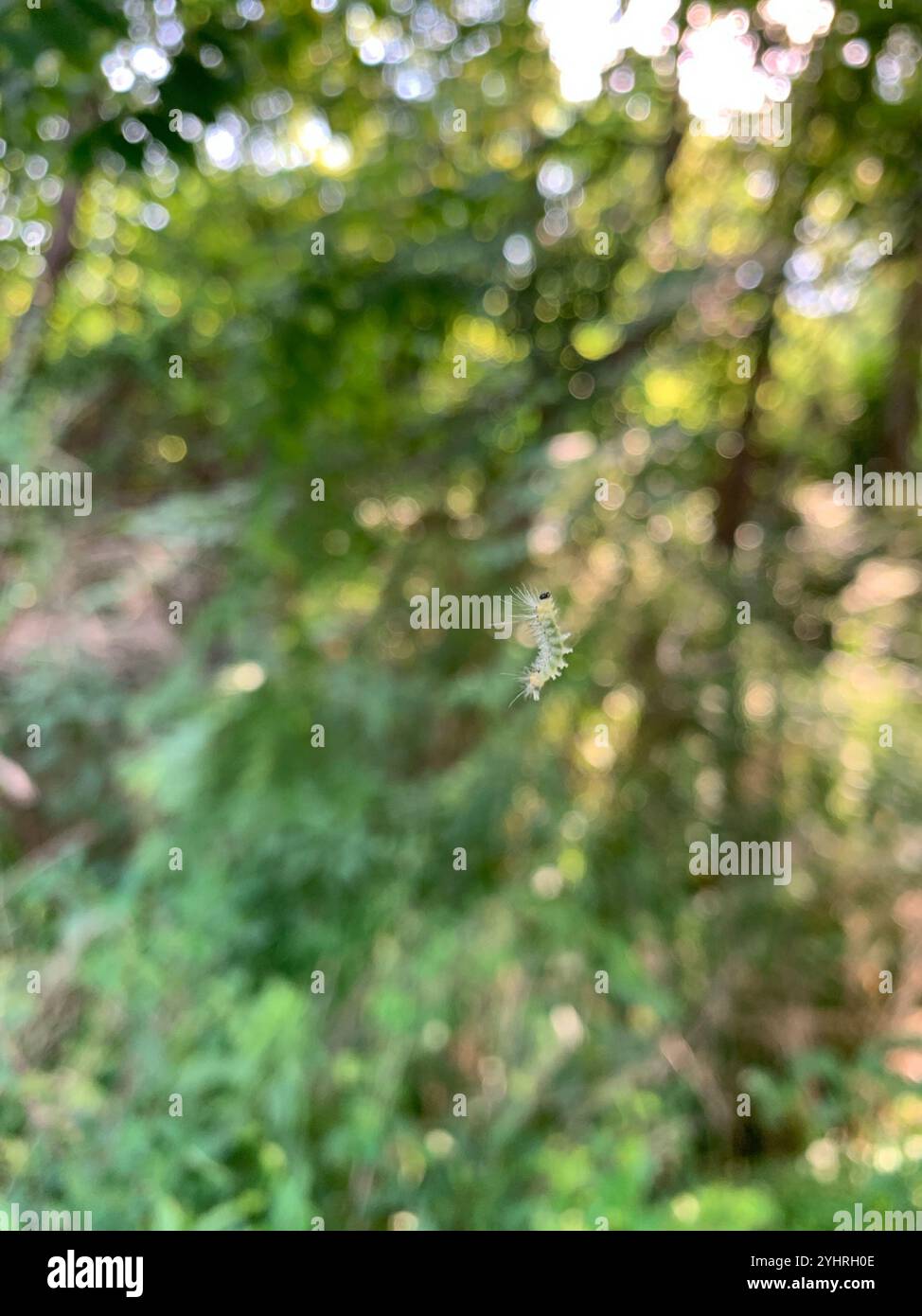 Owlet Moths and Allies (Noctuoidea Stock Photo - Alamy