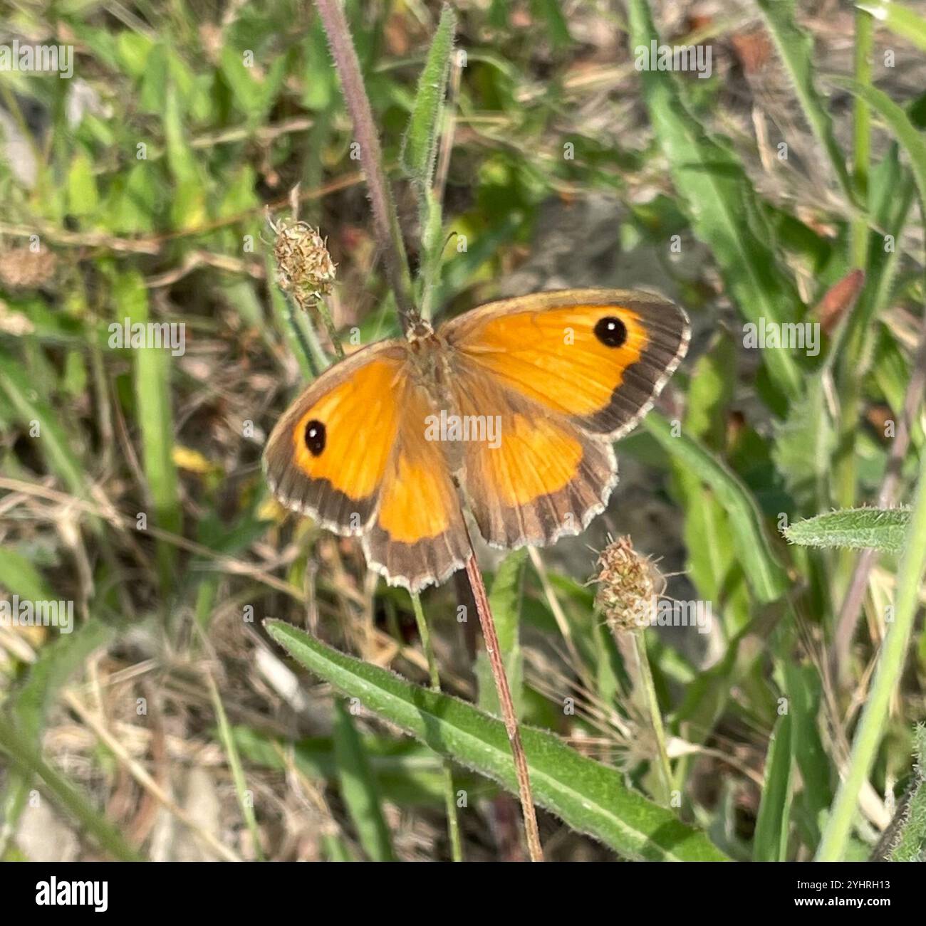 Southern Gatekeeper (Pyronia cecilia Stock Photo - Alamy