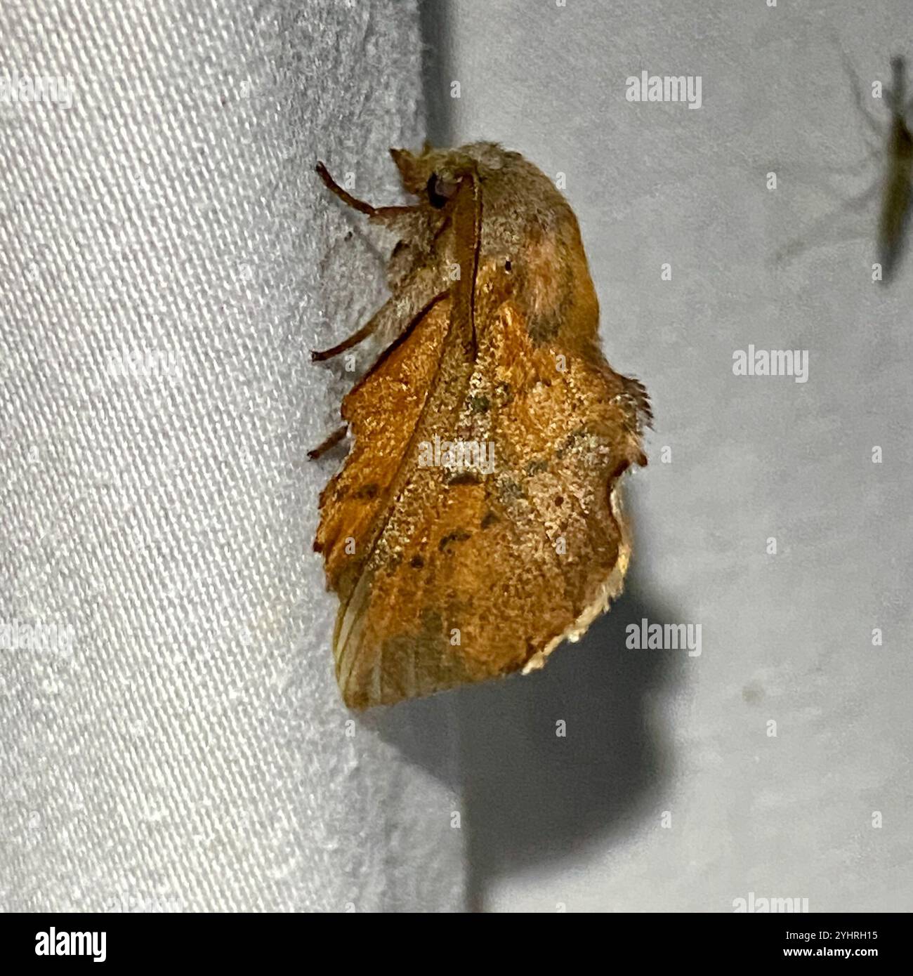 American Lappet Moth (Phyllodesma americana Stock Photo - Alamy
