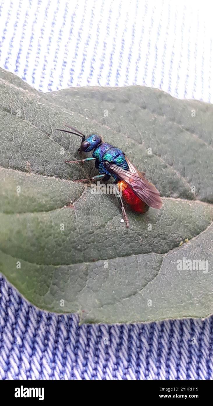 Ruby-tailed Cuckoo Wasps (Chrysis ignita Stock Photo - Alamy