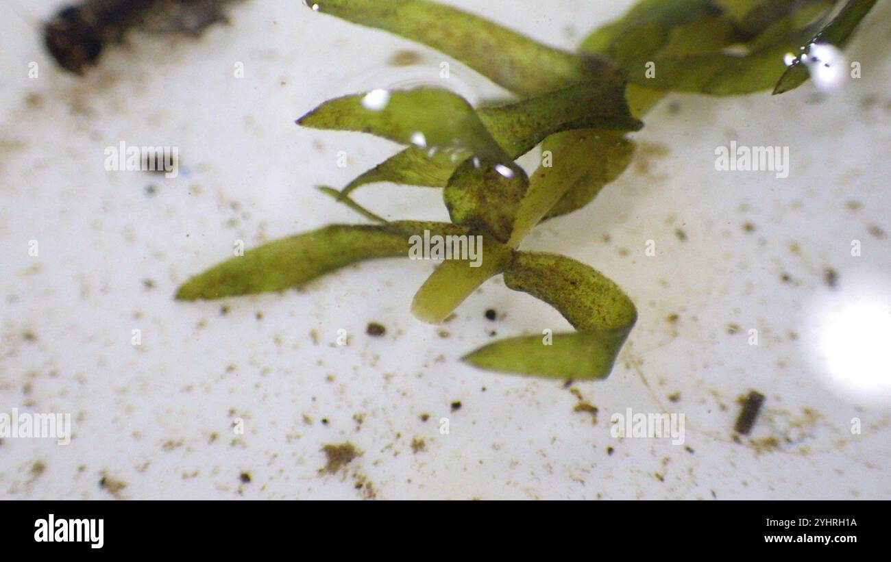Canadian Waterweed (Elodea canadensis Stock Photo - Alamy