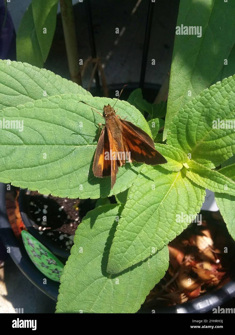 Broad-winged Skipper (Poanes viator Stock Photo - Alamy