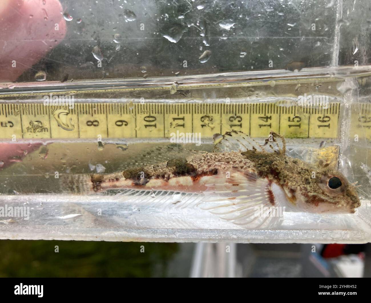 Chitonotus pugetensis hi-res stock photography and images - Alamy