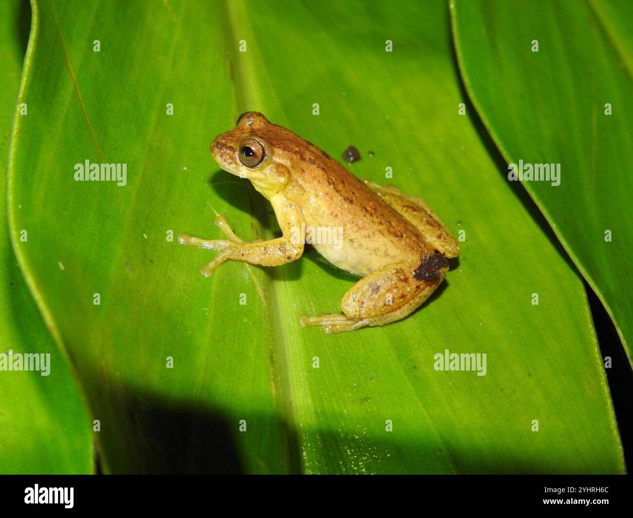 Boettger's Colombian Tree Frog (Dendropsophus columbianus Stock Photo ...
