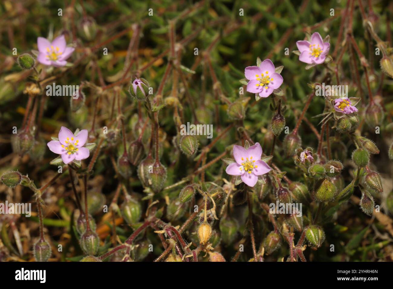 Rock Sea-spurrey (Spergularia rupicola Stock Photo - Alamy
