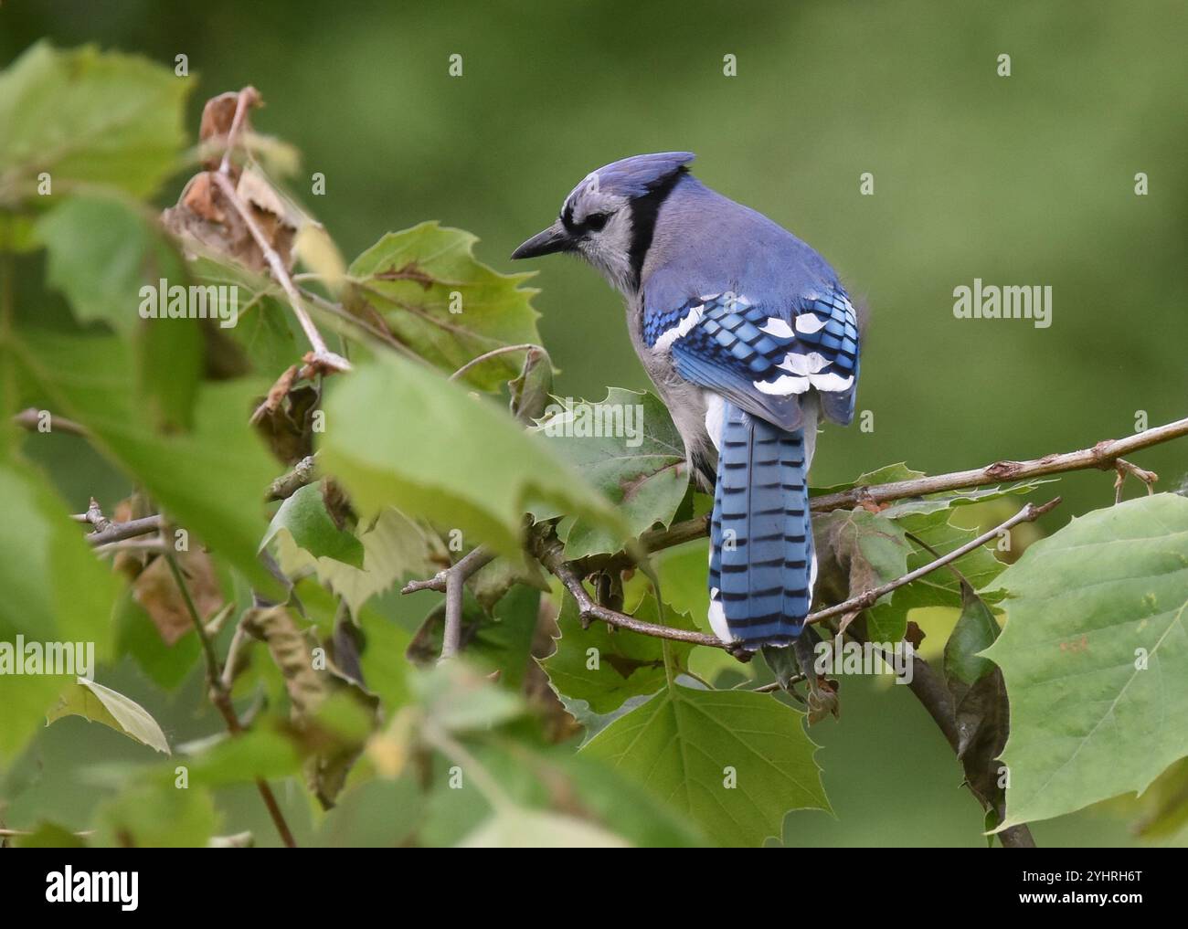 Blue Jay (Cyanocitta cristata Stock Photo - Alamy