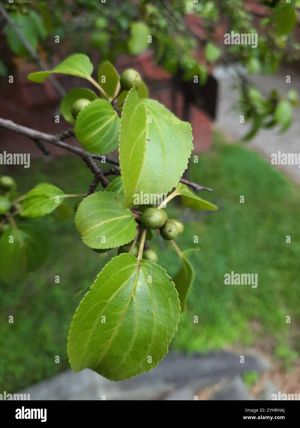 common buckthorn (Rhamnus cathartica Stock Photo - Alamy