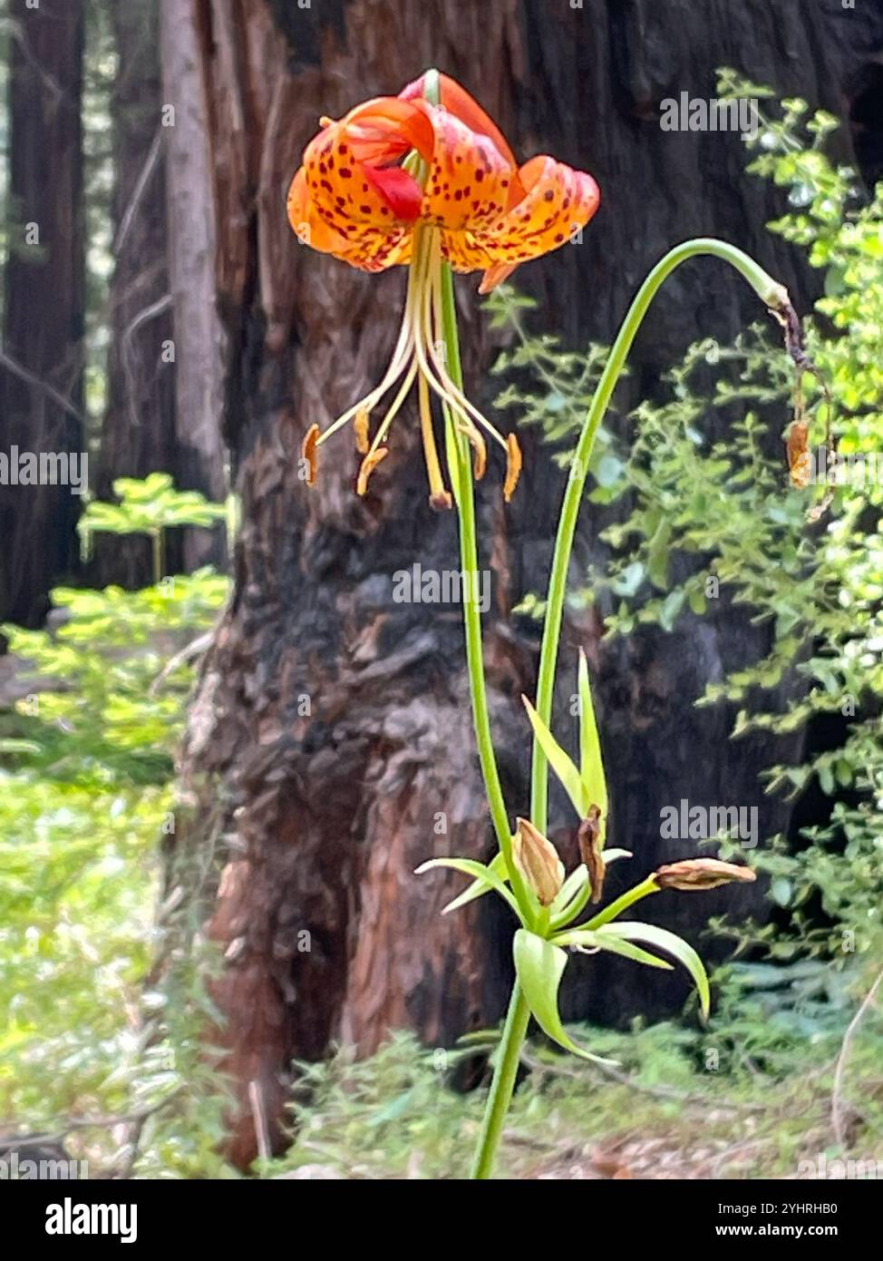 leopard lily (Lilium pardalinum pardalinum Stock Photo - Alamy