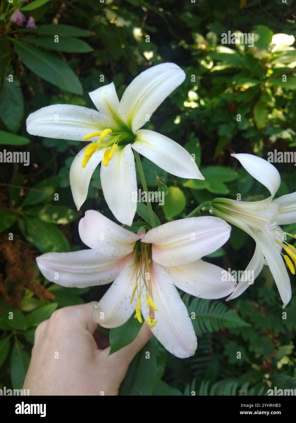 Washington lily (Lilium washingtonianum Stock Photo - Alamy