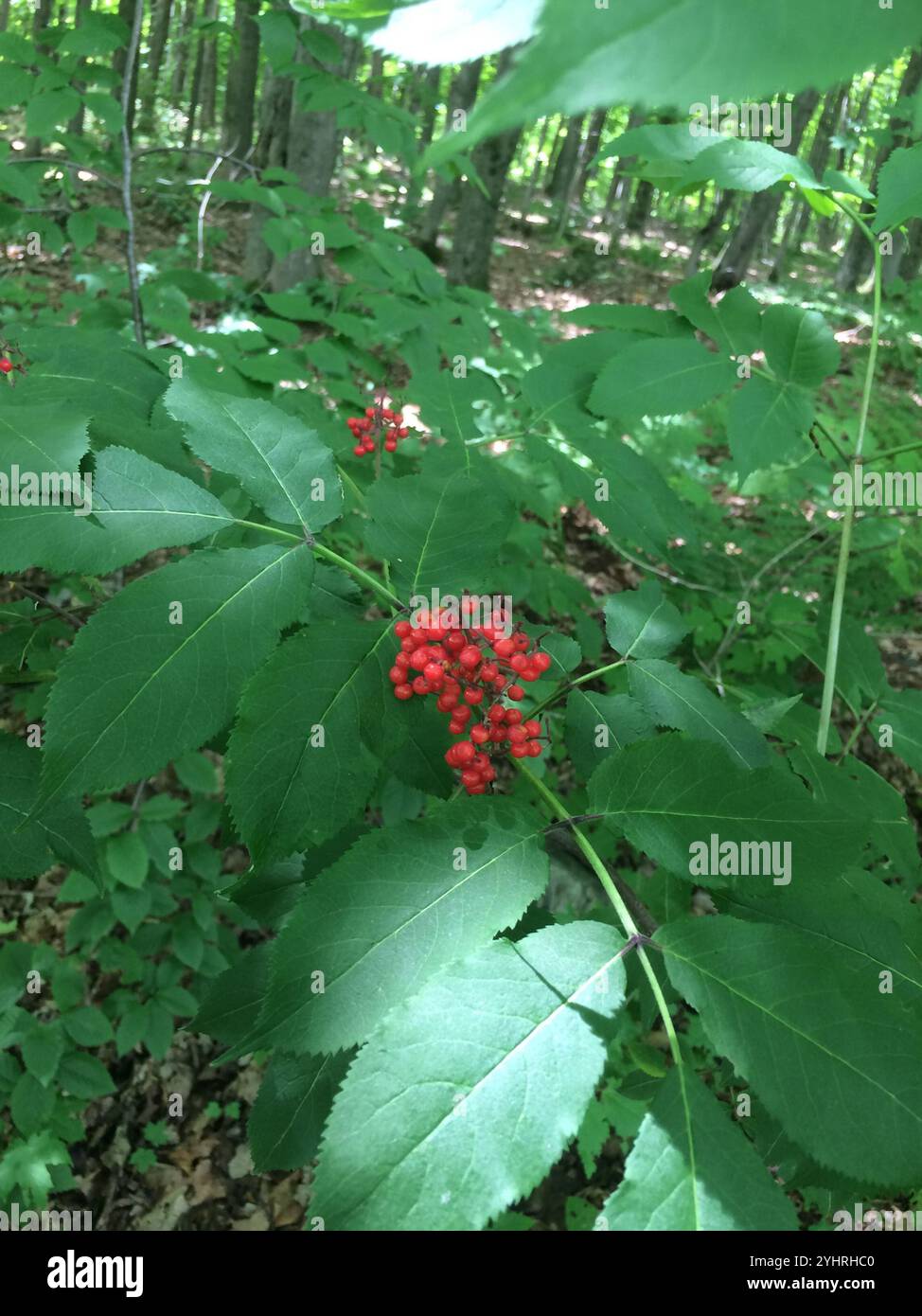 Eastern Red Elder (Sambucus racemosa pubens Stock Photo - Alamy