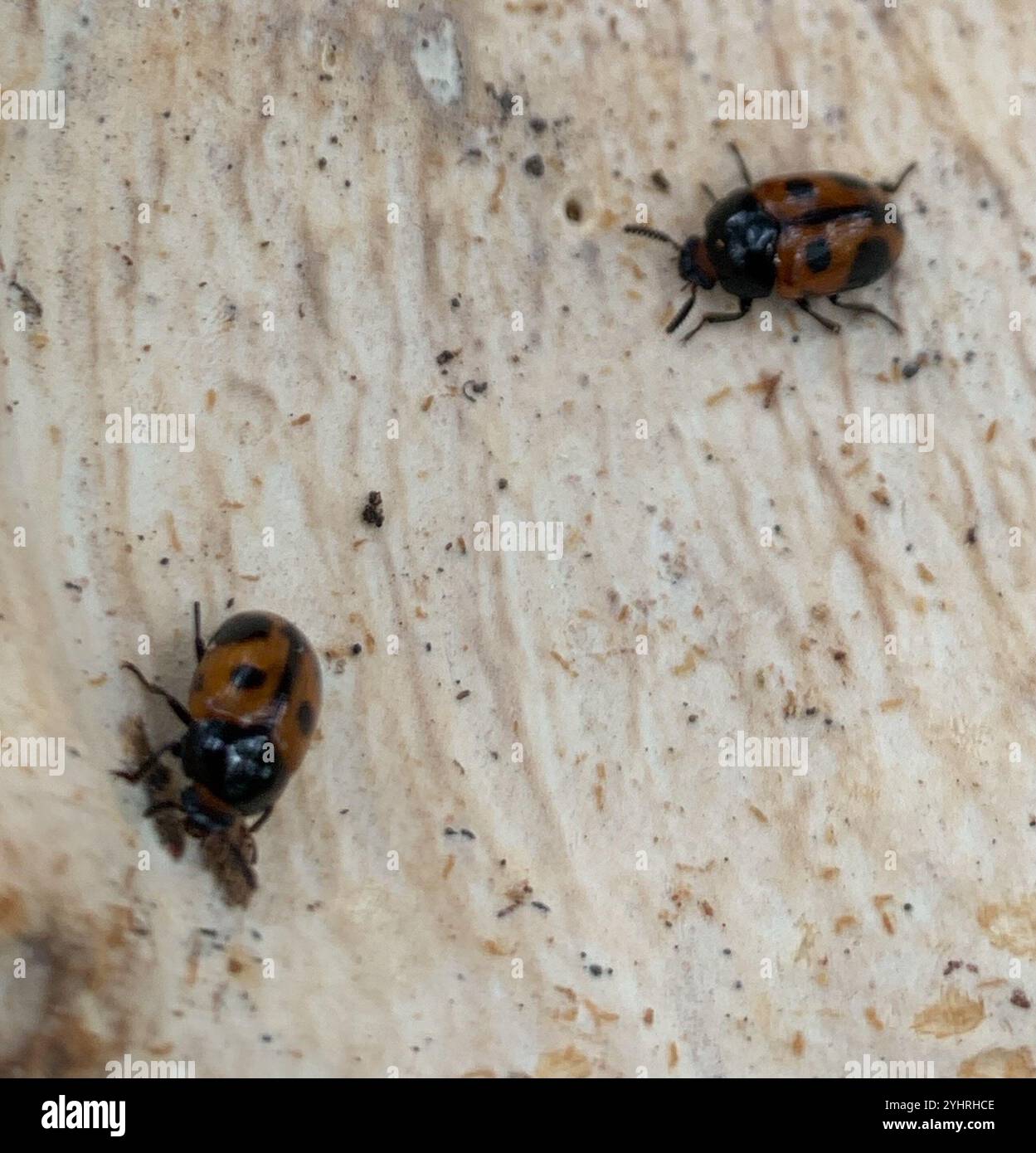Two-spotted Diaperis (Diaperis maculata Stock Photo - Alamy