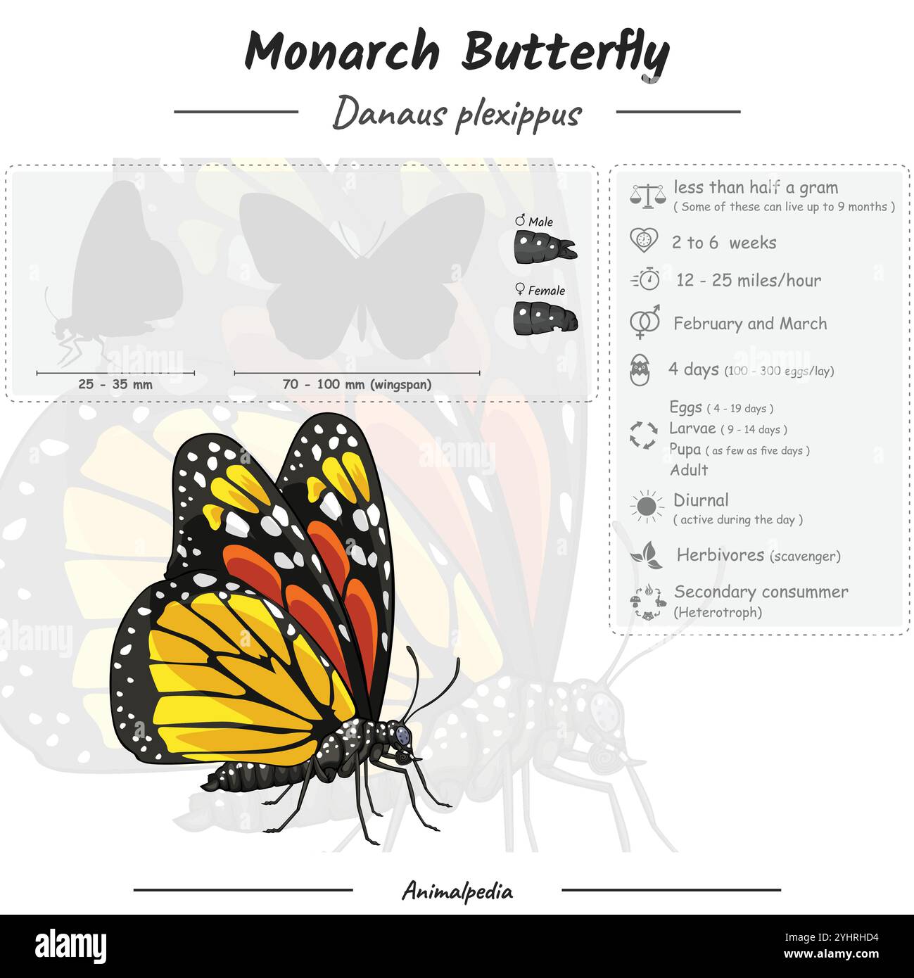 Monarch butterfly life cycle diagram hi-res stock photography and images - Alamy